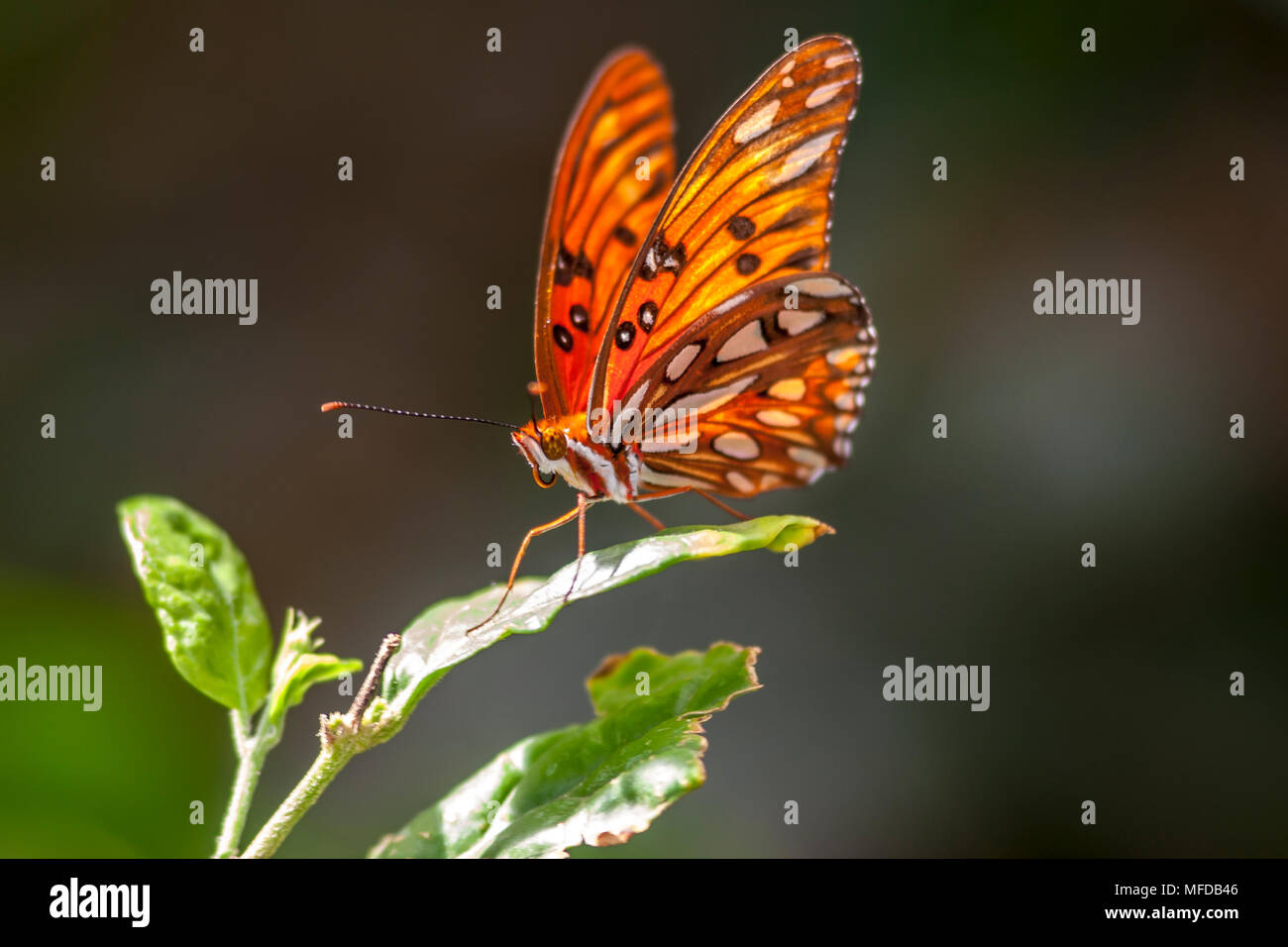 Diana fritillary,Speyeria diana is a fritillary butterfly Stock Photo ...