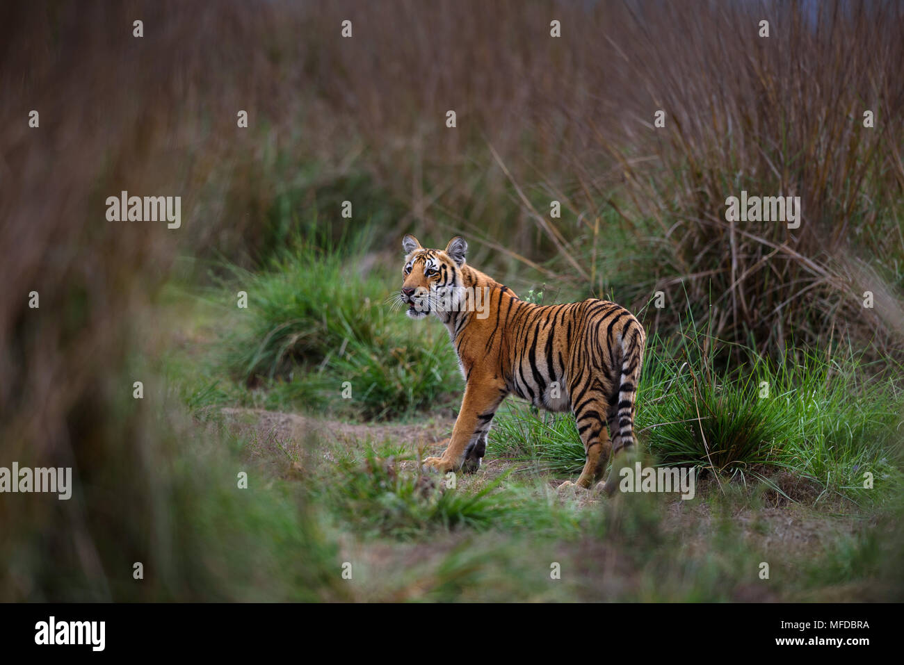 Royal Bengal Tiger Stock Photo - Alamy