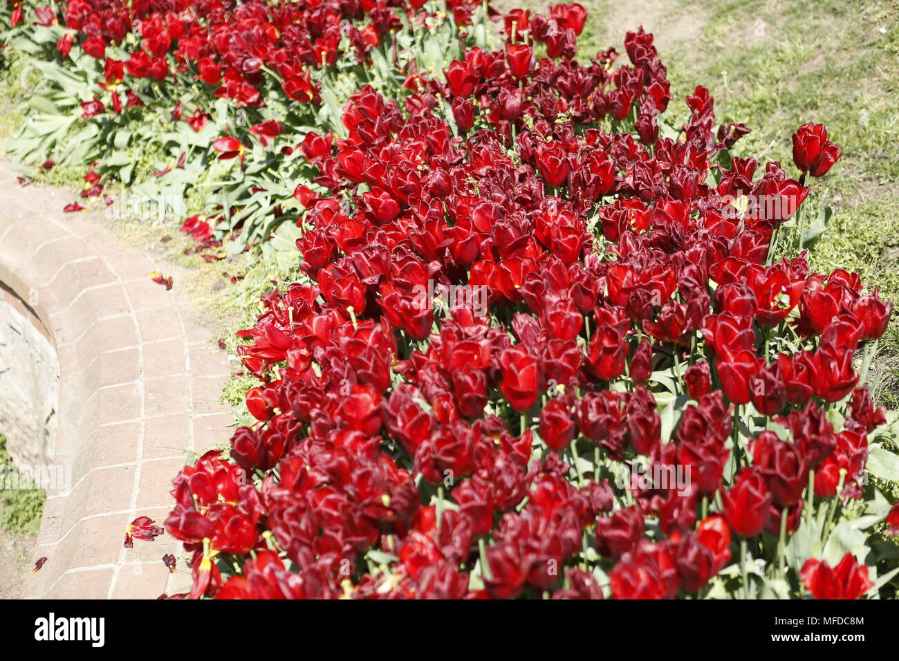 Red lilies hi-res stock photography and images - Alamy