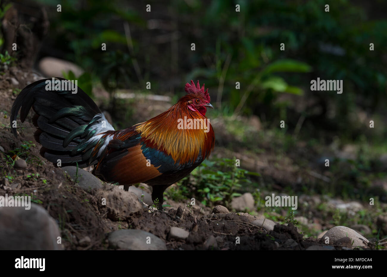 Tall fowl hi-res stock photography and images - Alamy