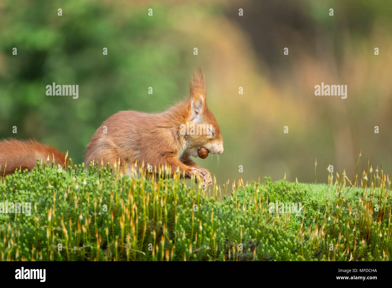 beautiful red squirrel sits outside in the green moss and tries to ...