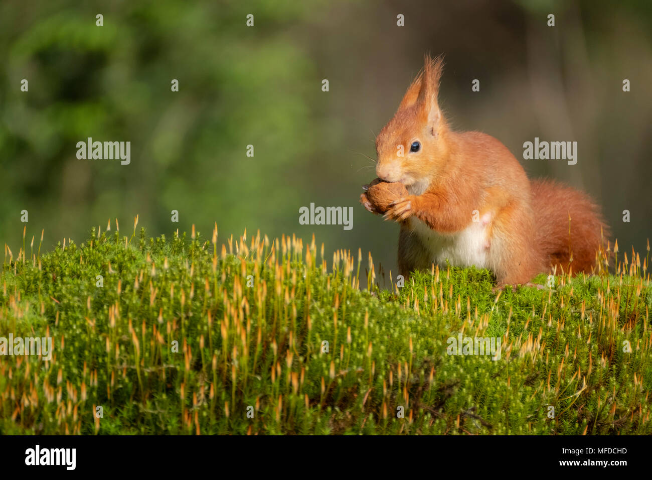 Outside squirrel hi-res stock photography and images - Alamy