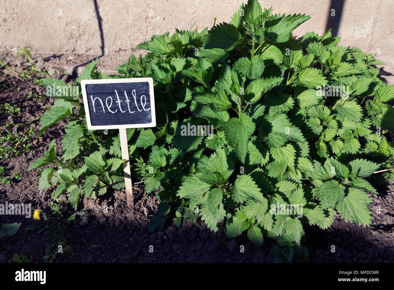 Nettle manure hi-res stock photography and images - Alamy