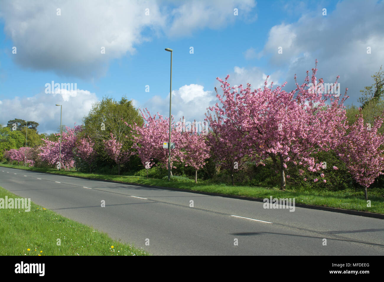 Pink blossom trees lining Cherry Tree Road in Milford, Surrey, UK ...