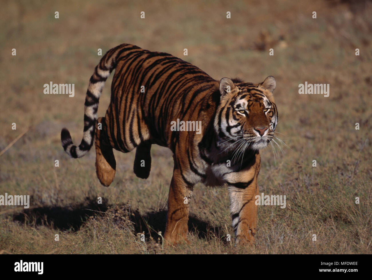 BENGAL TIGER Panthera tigris tigris running Stock Photo - Alamy