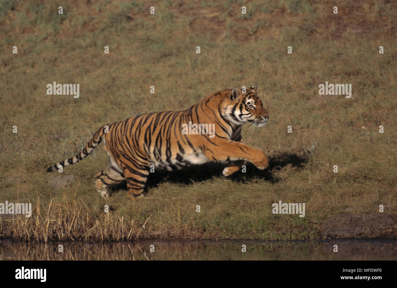 Tigers running speed hi-res stock photography and images - Alamy