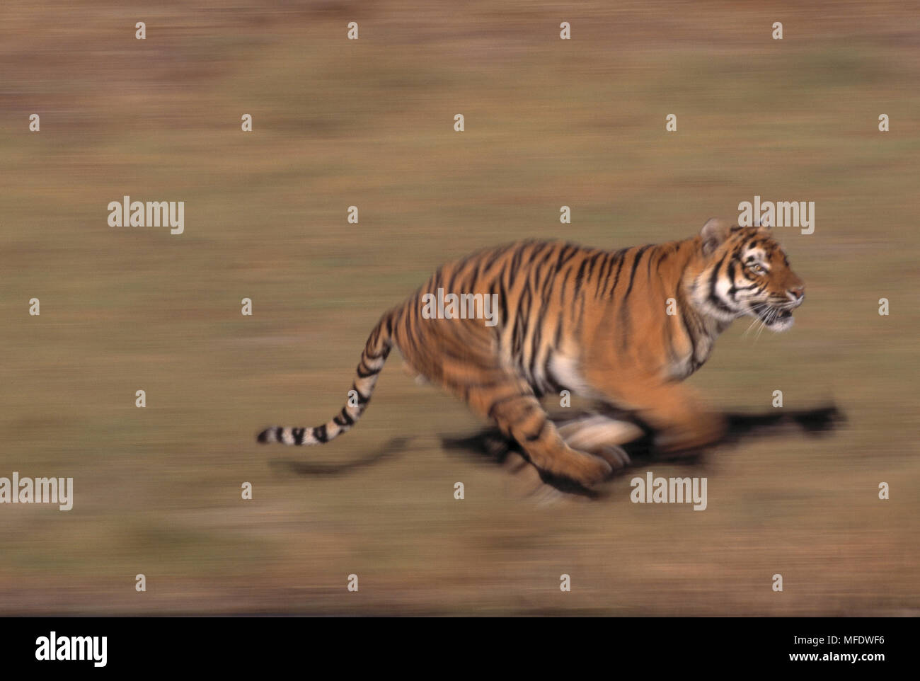 BENGAL TIGER Panthera tigris tigris running Stock Photo - Alamy