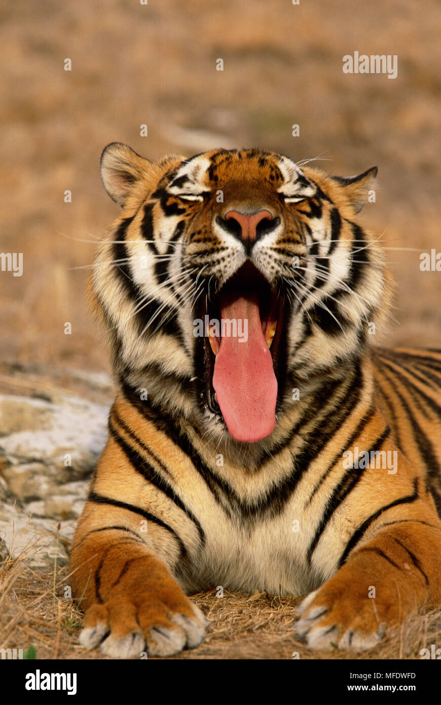 BENGAL TIGER Panthera tigris tigris face detail, yawning Stock Photo ...