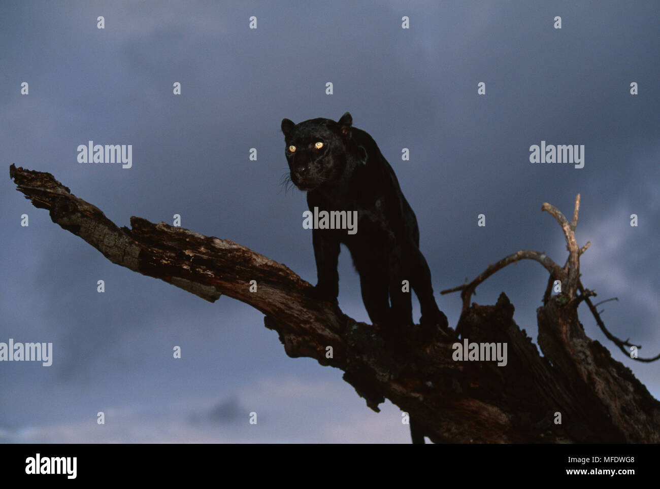 Black panther tree hi-res stock photography and images - Alamy