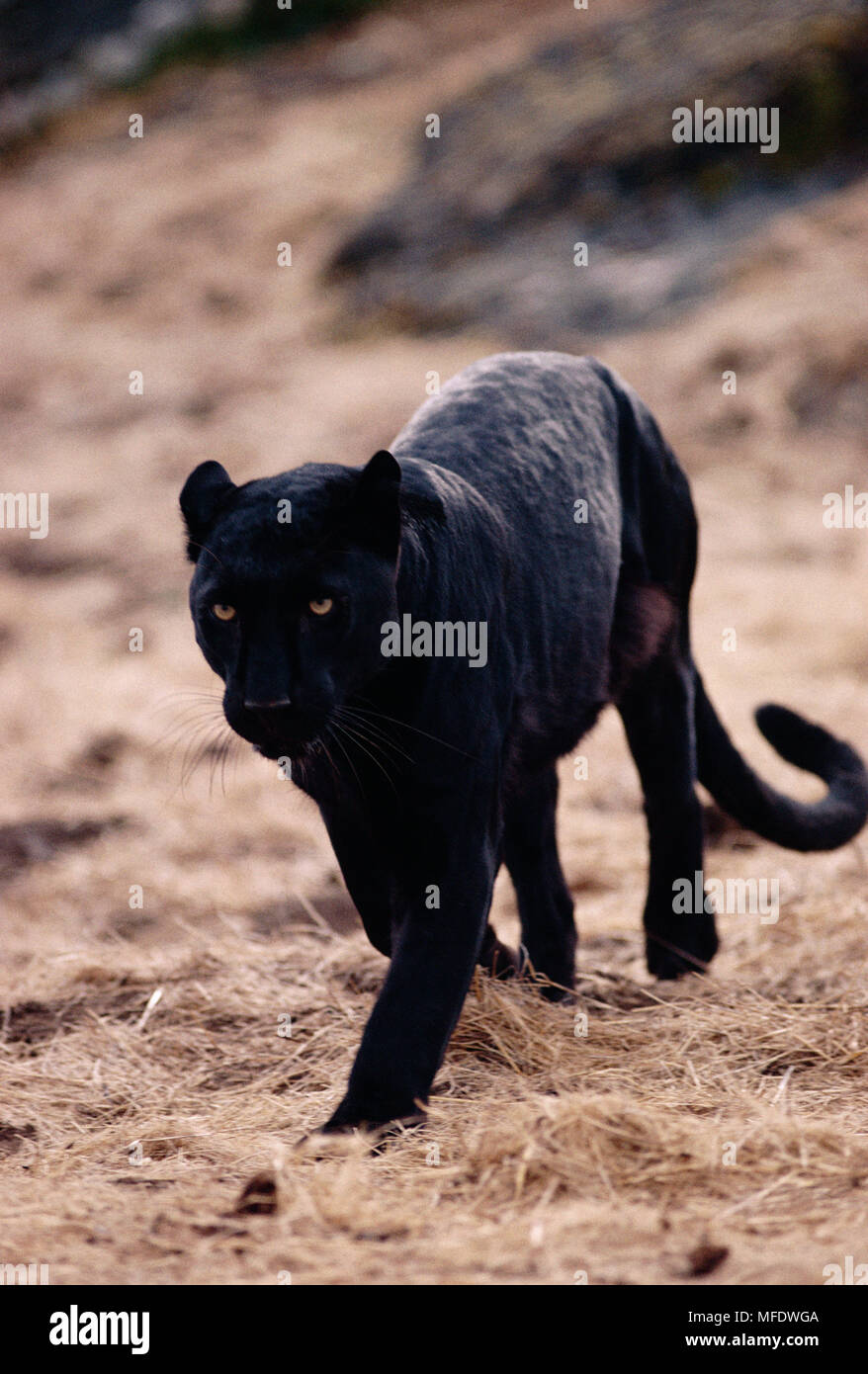 Panther Stalking