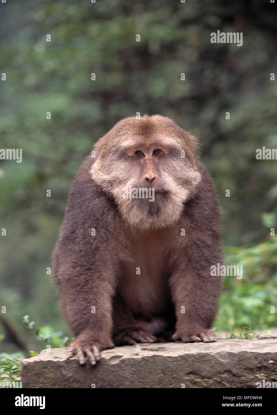Tibetan macaque monkeys hi-res stock photography and images - Alamy