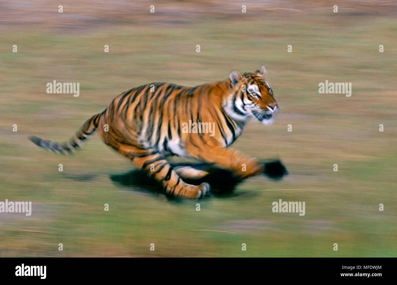 Royal Bengal Tiger Running
