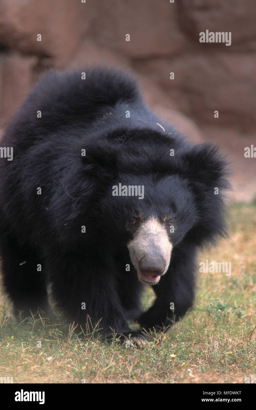 SLOTH BEAR Melursus ursinus Miami Zoo, USA Stock Photo - Alamy