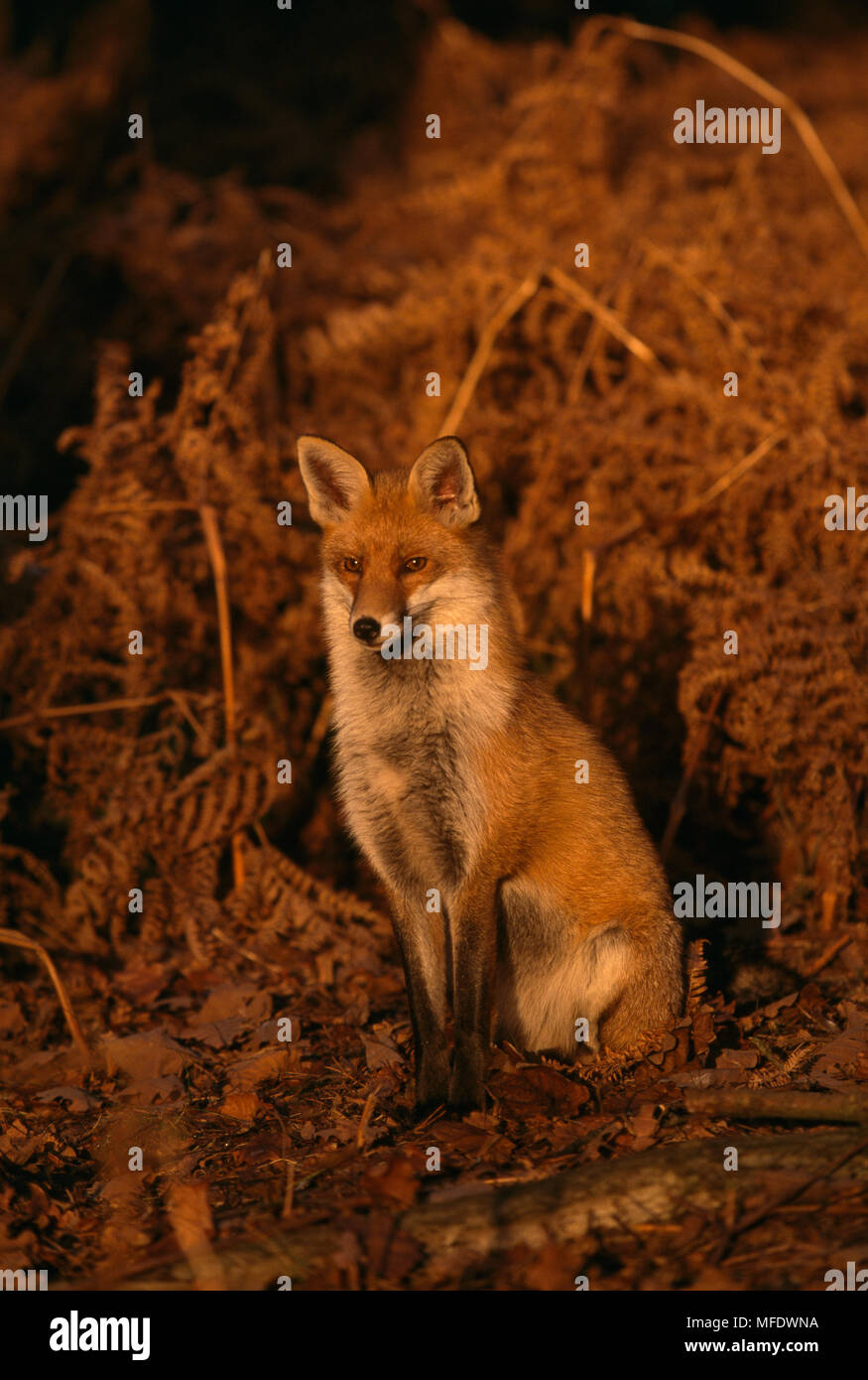 Ludshott common hi-res stock photography and images - Alamy