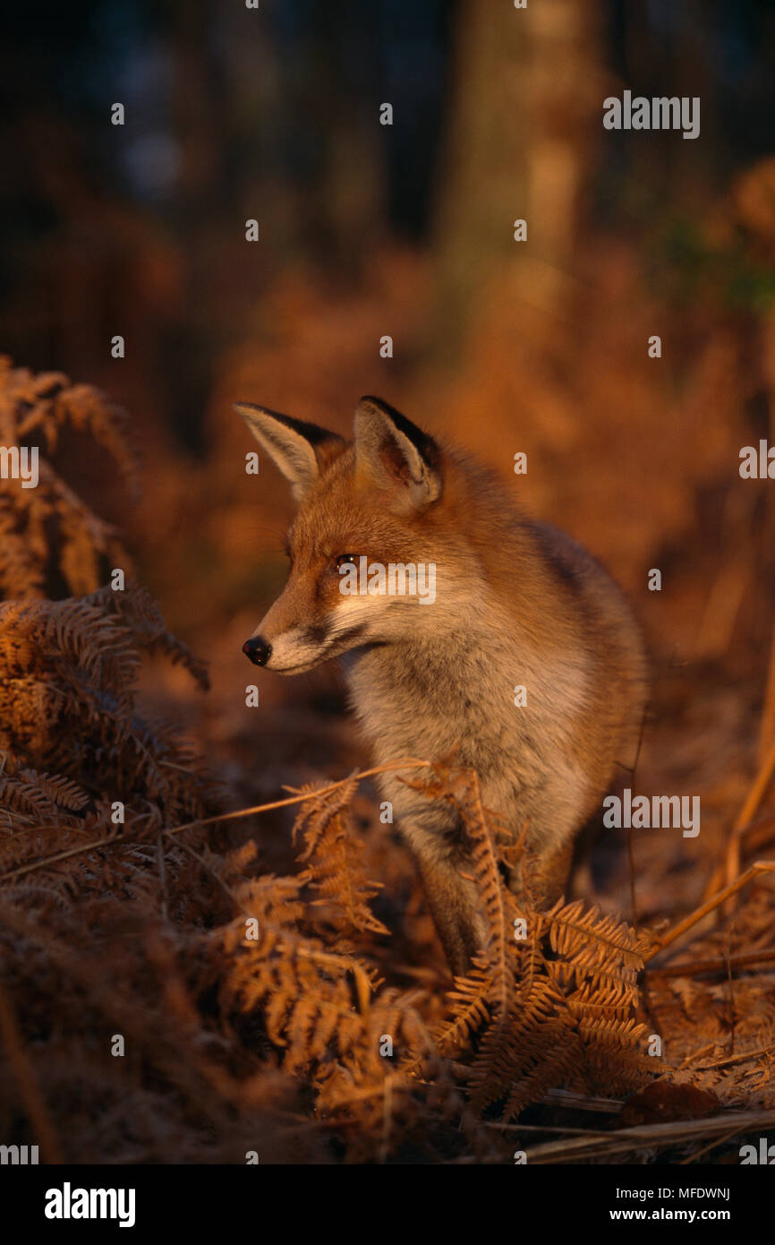 Ludshott common hi-res stock photography and images - Alamy