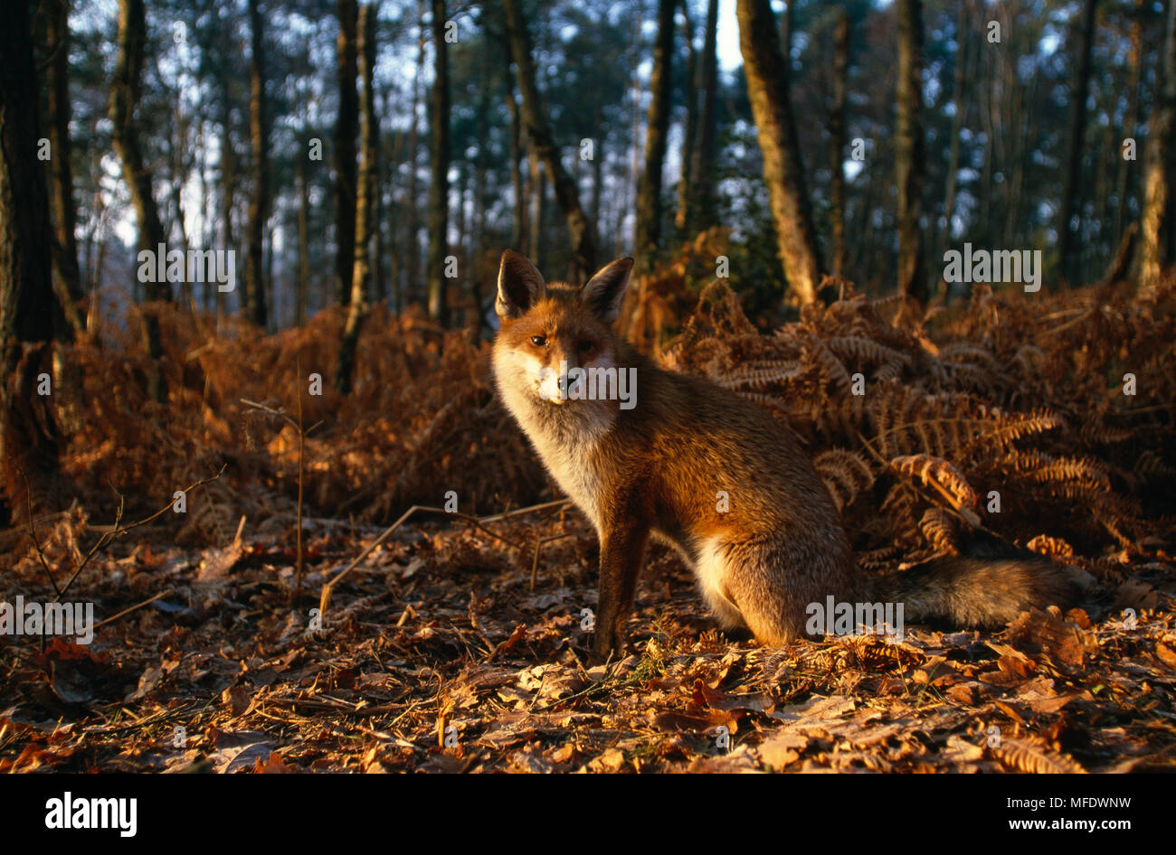 Ludshott common hi-res stock photography and images - Alamy