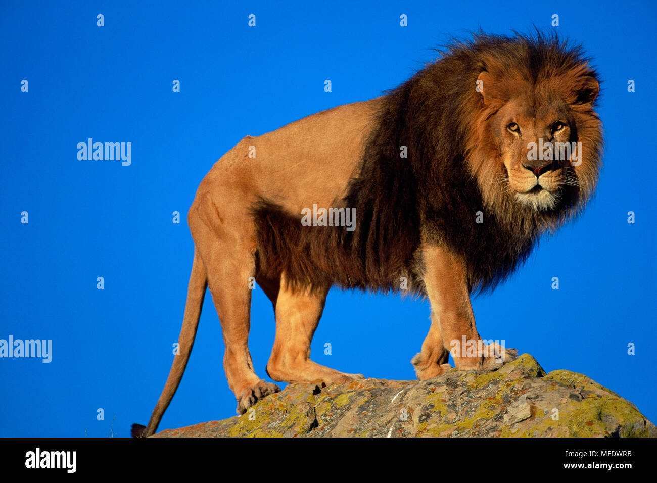 AFRICAN LION male Panthera leo standing on rock Stock Photo - Alamy AFRICAN LION male Panthera leo standing on rock Stock Photo - Alamy