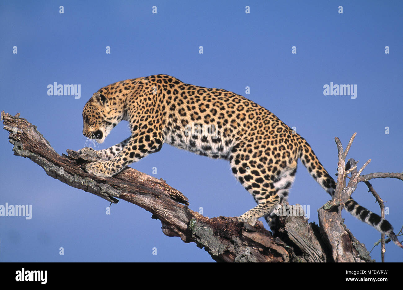 5 claws hi-res stock photography and images - Alamy