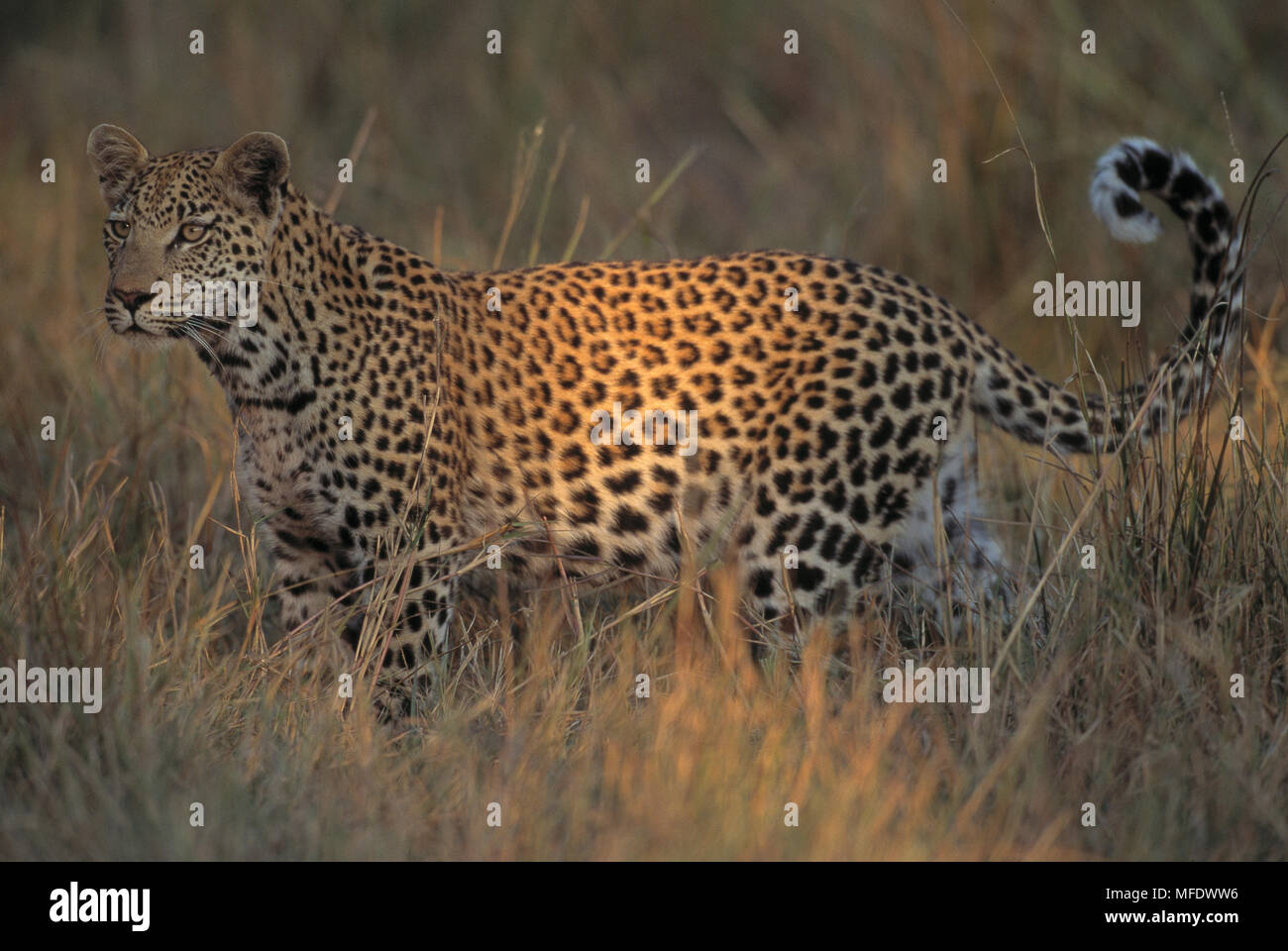 Watching leopard hi-res stock photography and images - Alamy