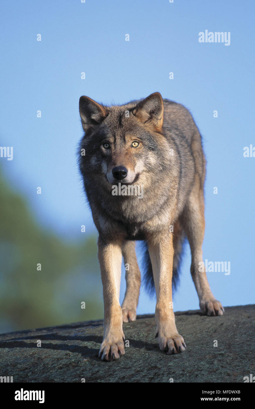 EUROPEAN GREY WOLF Canis lupus lupus Sweden Stock Photo - Alamy