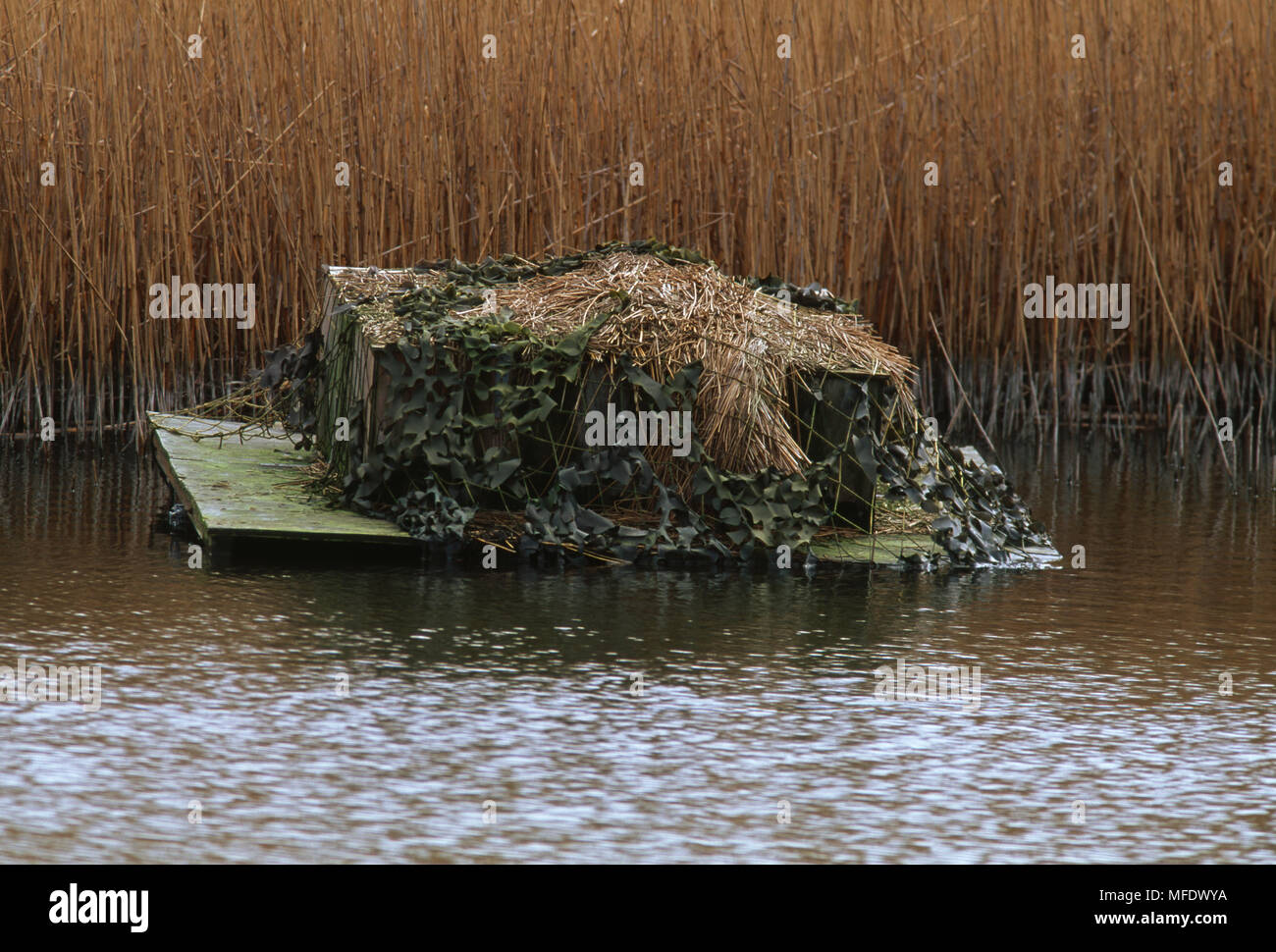ARTIFICIAL OTTER HOLT UK European Otter is Lutra lutra Stock Photo - Alamy