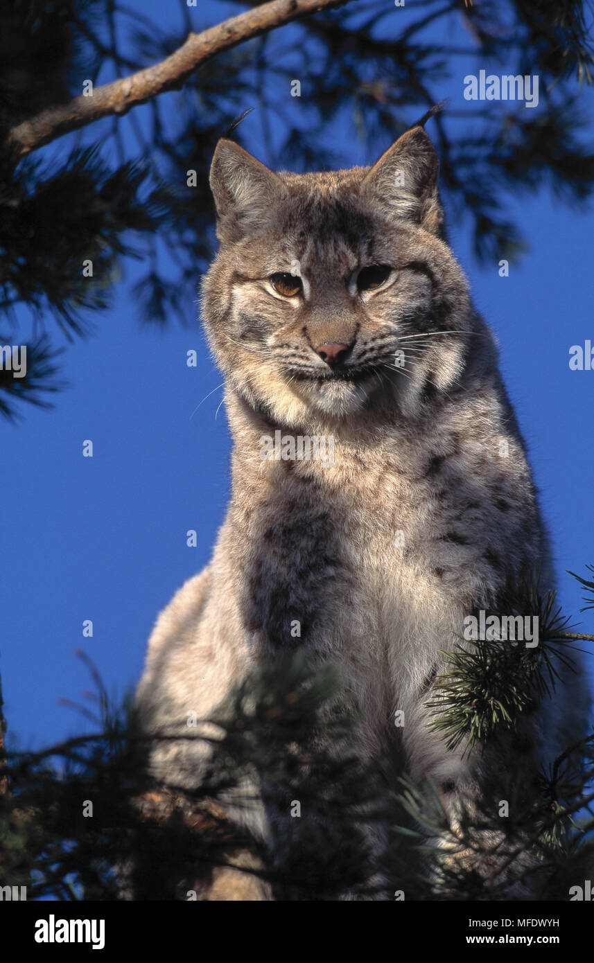 EUROPEAN LYNX Felis lynx lynx sitting on Pine branch Stock Photo - Alamy