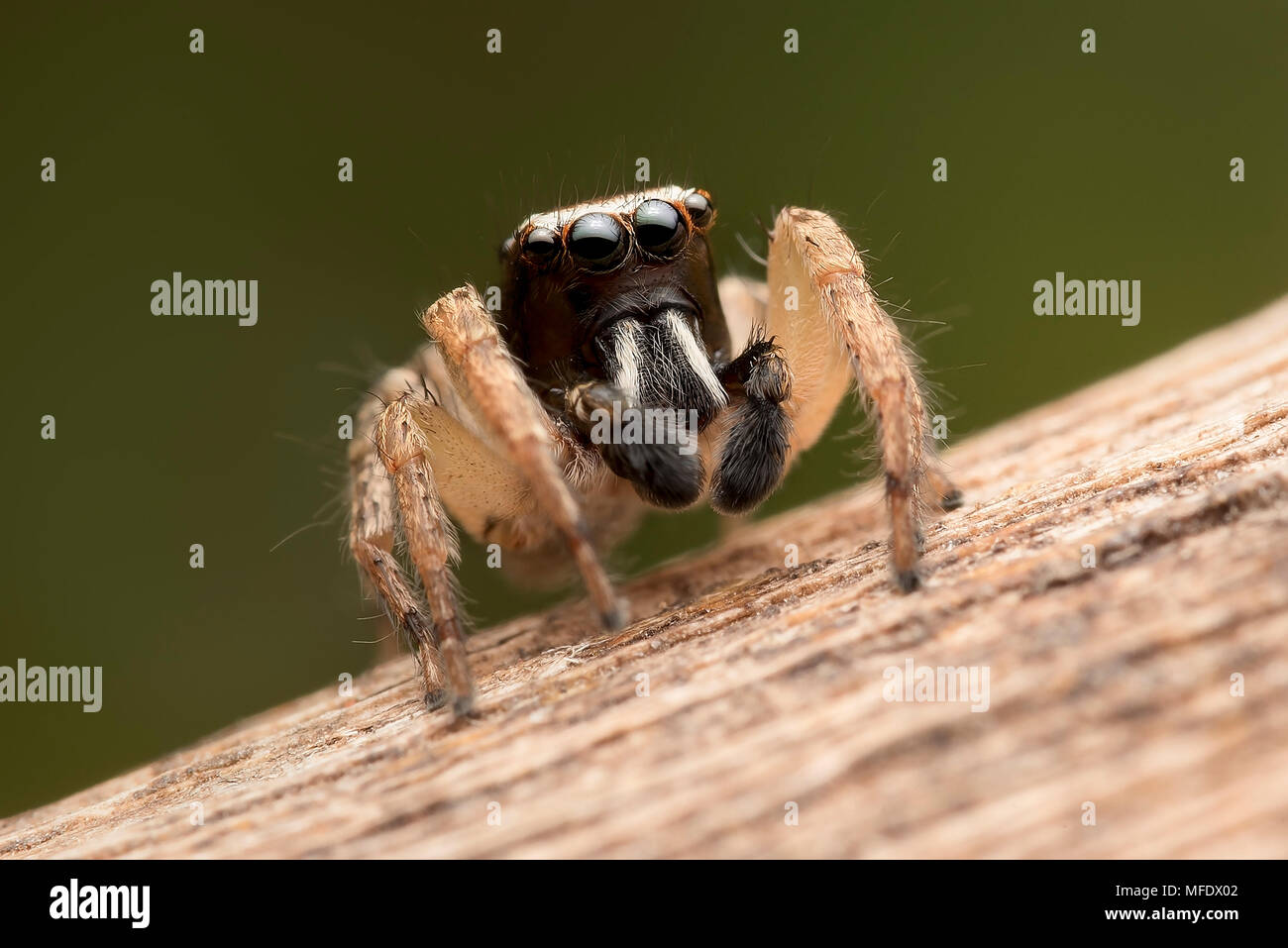 Arachnidcute hi-res stock photography and images - Alamy