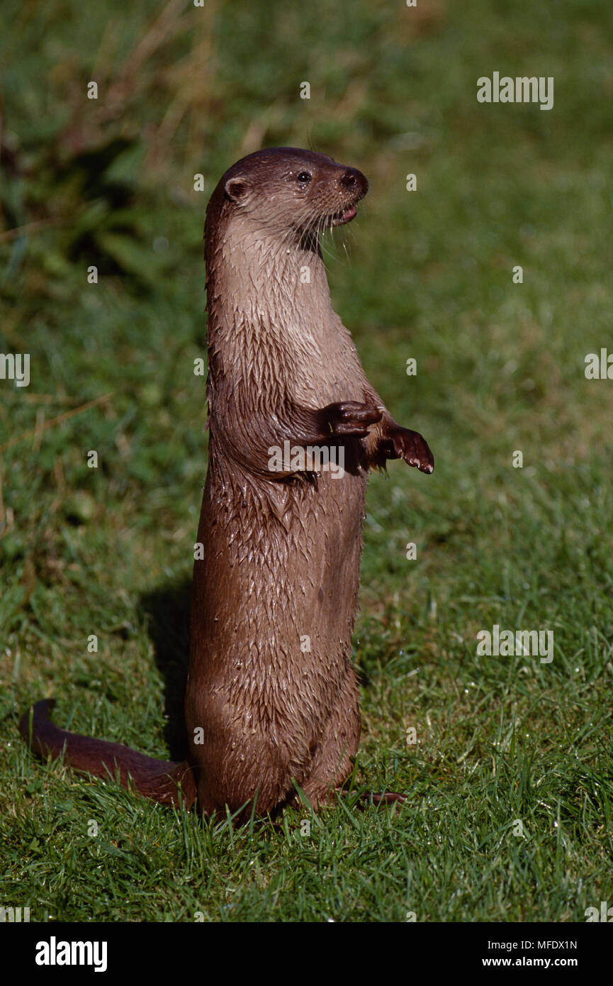 EUROPEAN OTTER on look out Lutra lutra on hind quarters. Tamar Otter ...