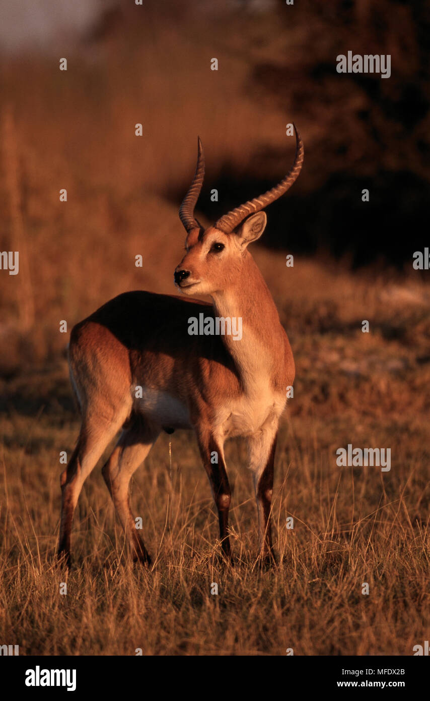 RED LECHWE buck in late sunshine Kobus leche Moremi, Okavango, Botswana ...