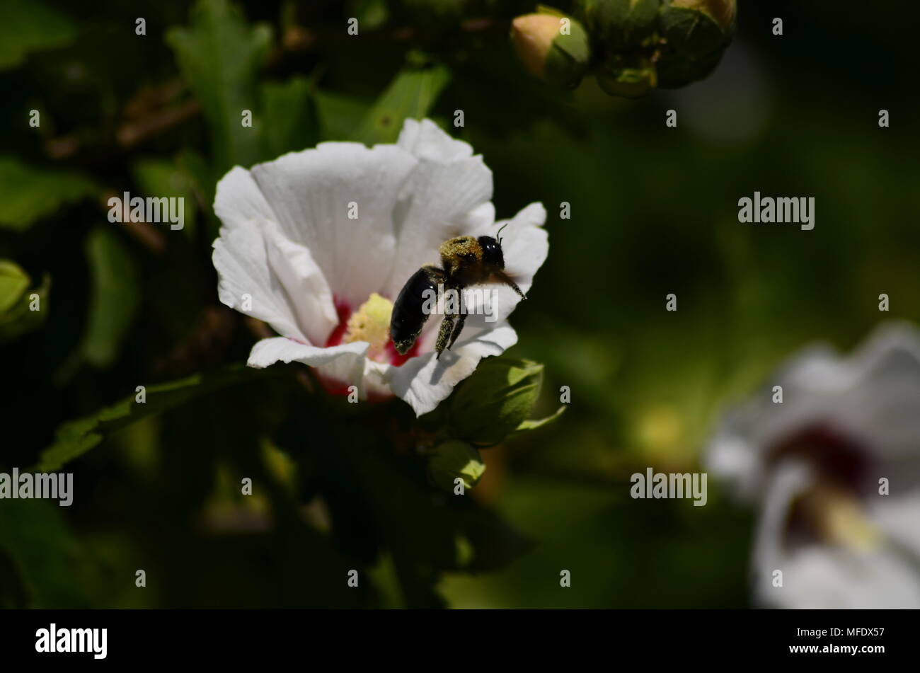 Landing bees hi-res stock photography and images - Alamy
