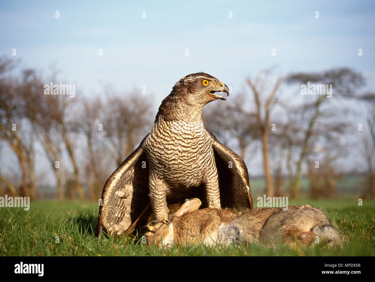 GOSHAWK Accipiter gentilis mantling rabbit prey England Stock Photo - Alamy