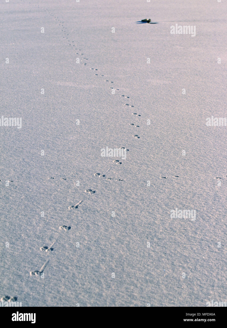 Red fox vulpes vulpes footprints hi-res stock photography and images ...