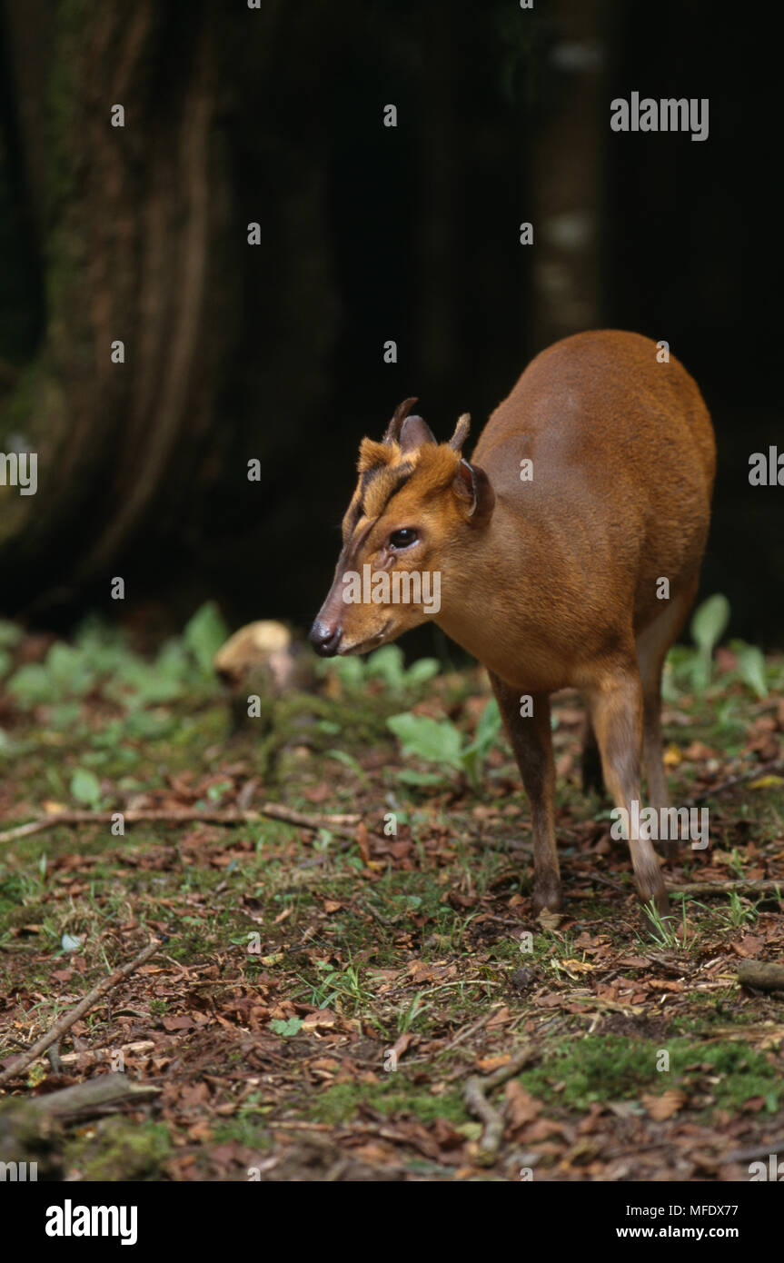 Reeves muntjac deer uk hi-res stock photography and images - Alamy