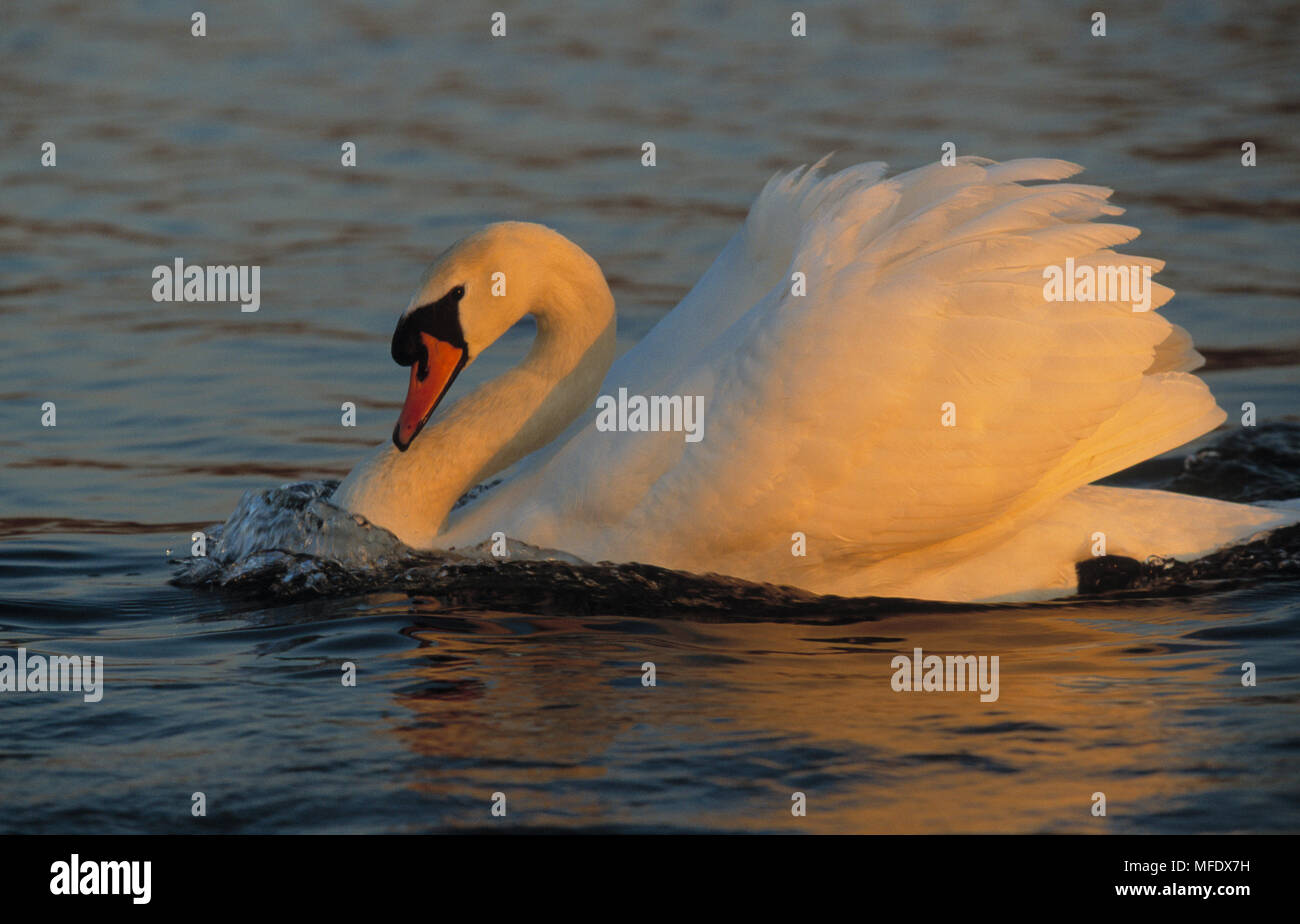 MUTE SWAN showing aggression Cygnus olor Stock Photo - Alamy