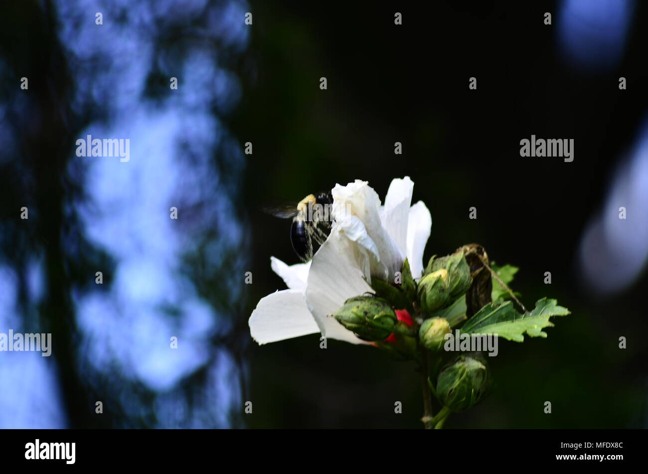 Bee Landing on Flower Stock Photo - Alamy