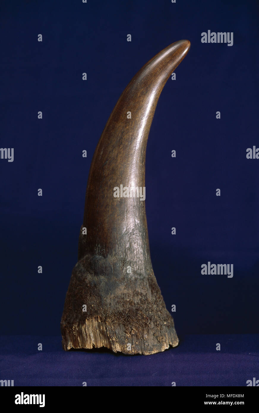 Rhino horns trade hi-res stock photography and images - Alamy