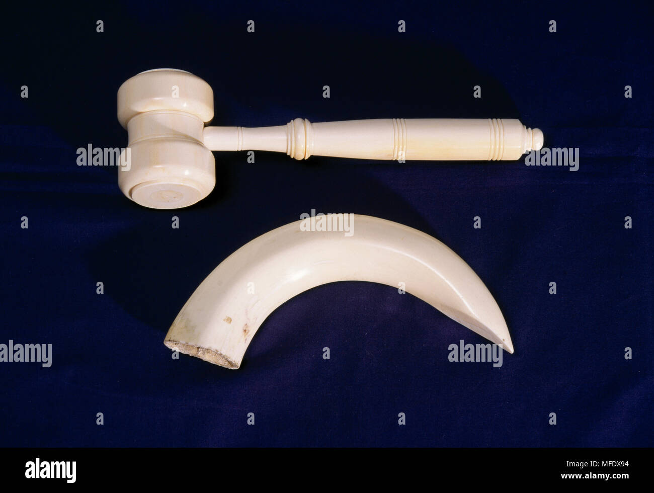 IVORY PRODUCTS gavel and carved tusk Metropolitan Police Wildlife Unit ...