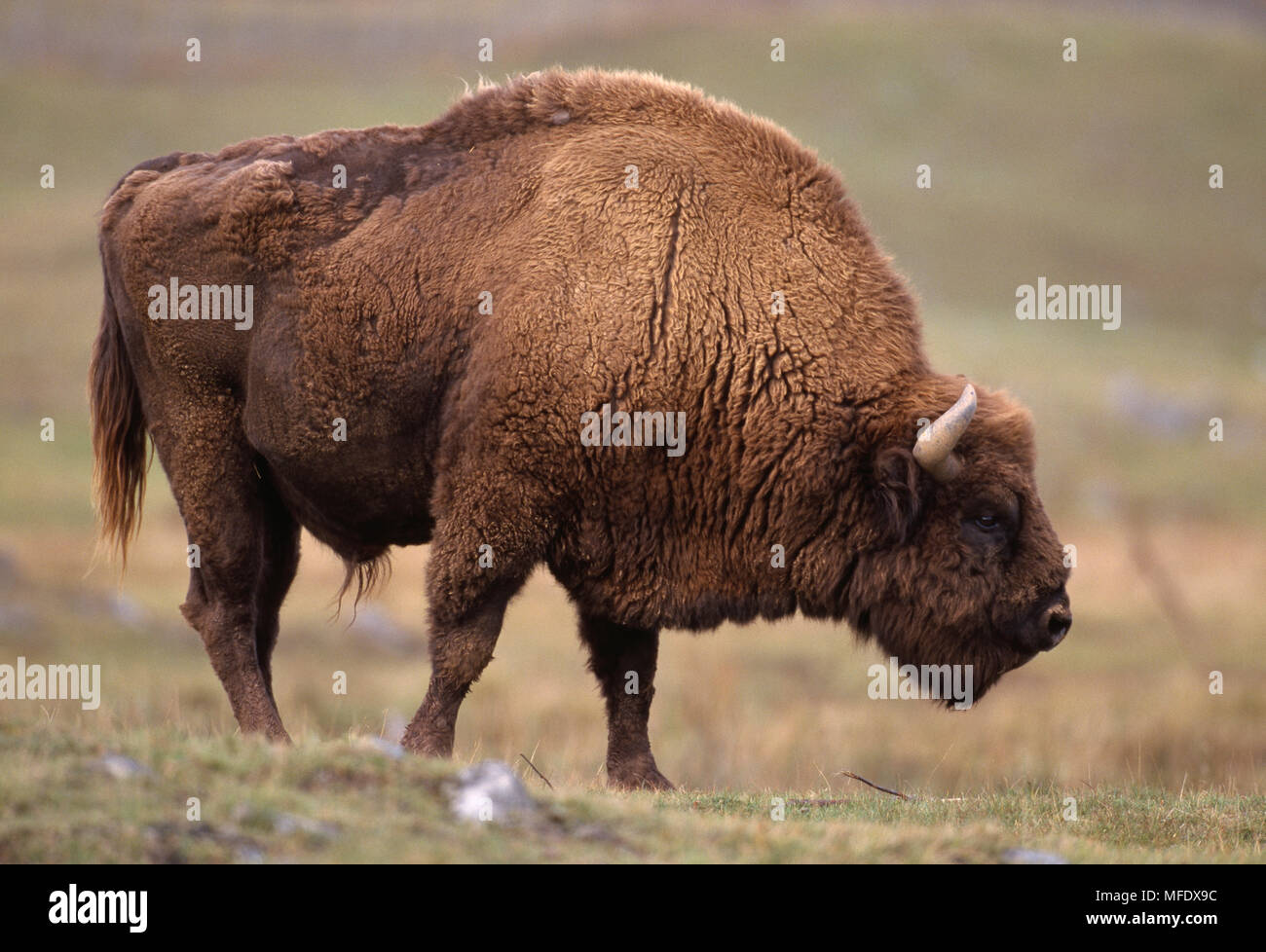 EUROPEAN BISON Bison bonasus Poland Stock Photo - Alamy