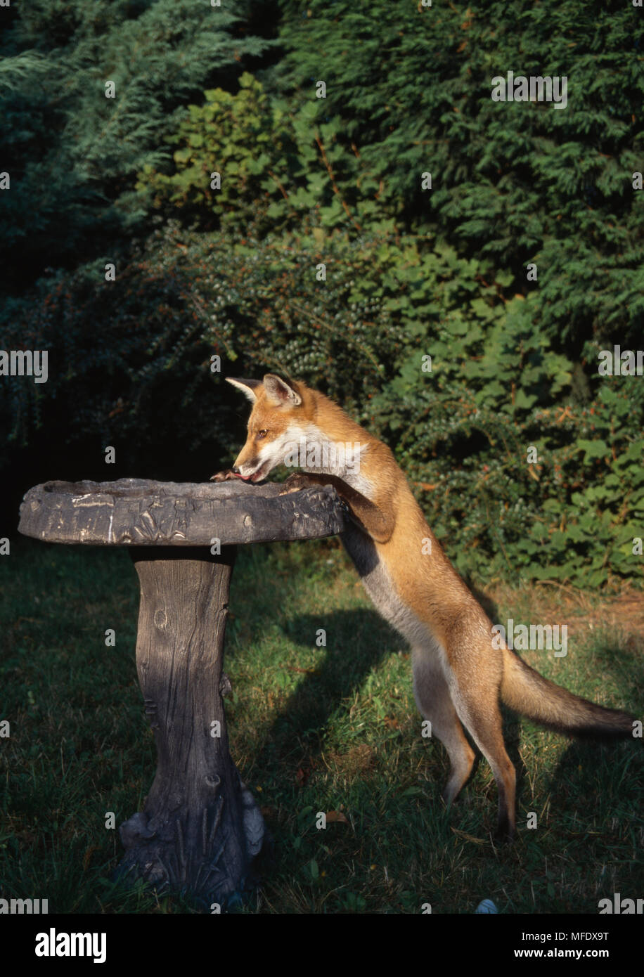 EUROPEAN RED FOX drinking Vulpes vulpes from bird bath Hampshire, UK ...