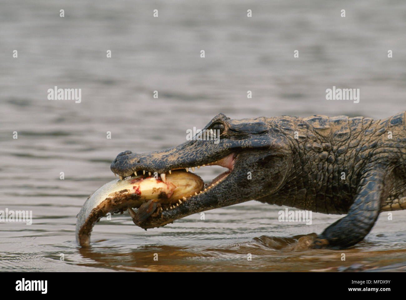 Piranha eating hi-res stock photography and images - Alamy