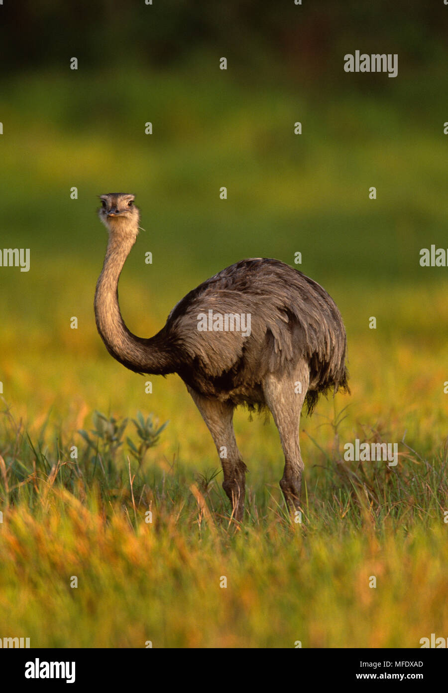 Male rhea hi-res stock photography and images - Alamy