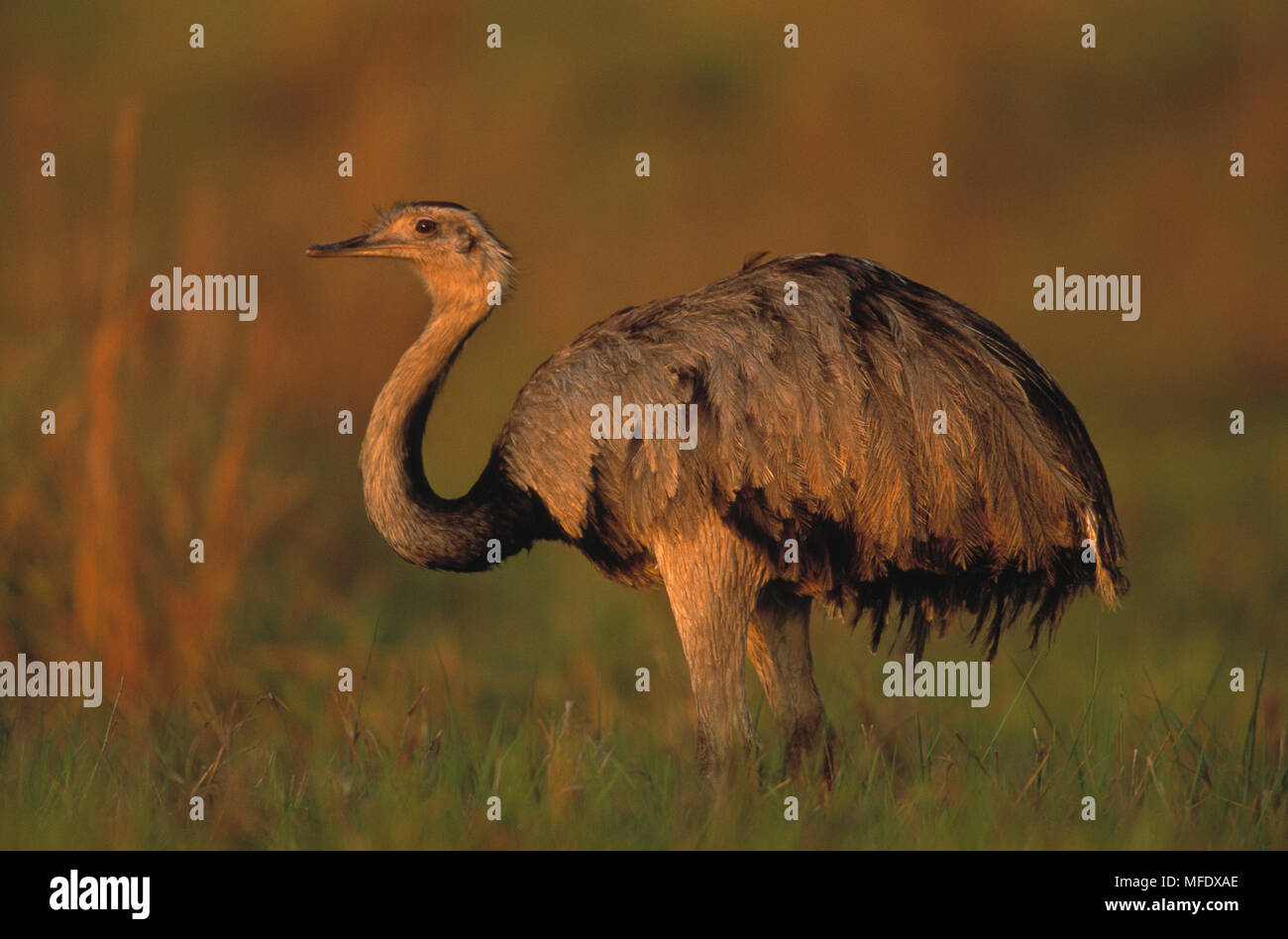 Greater Rheas Brazil High Resolution Stock Photography and Images - Alamy