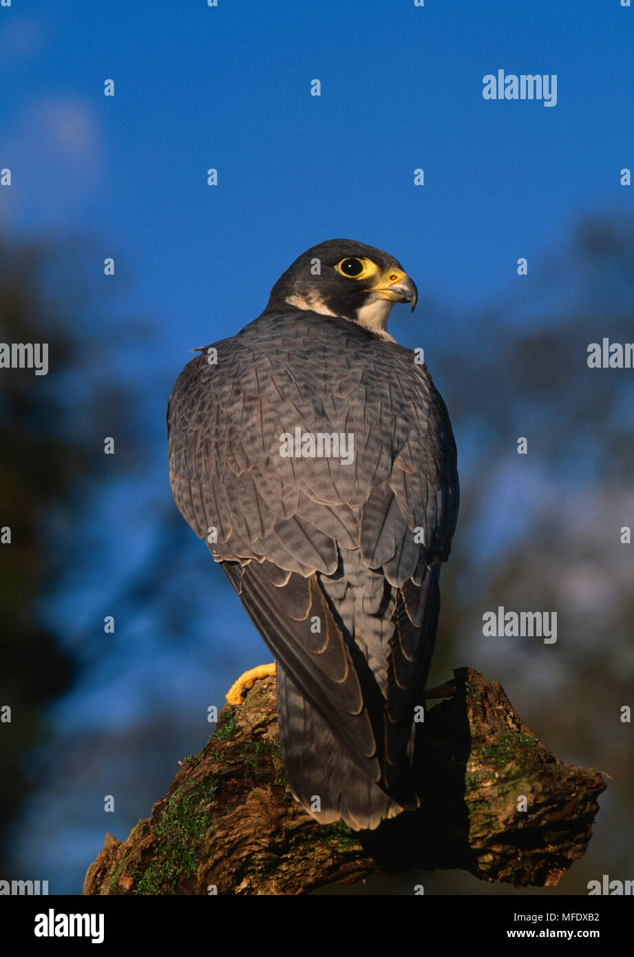 Peregrine falcon with dead bird hi-res stock photography and images - Alamy