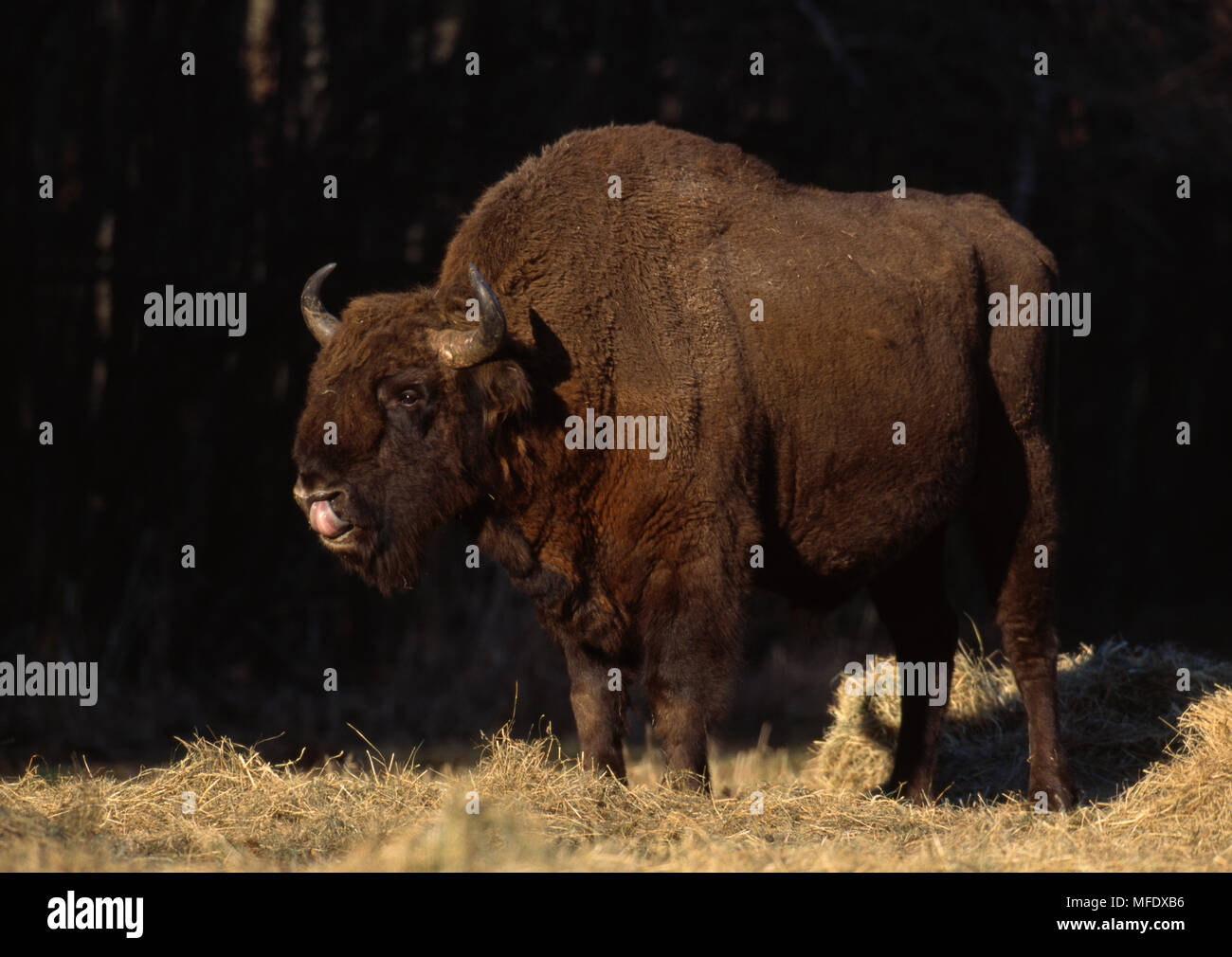 Mammals of the bialowieza forest hi-res stock photography and images ...