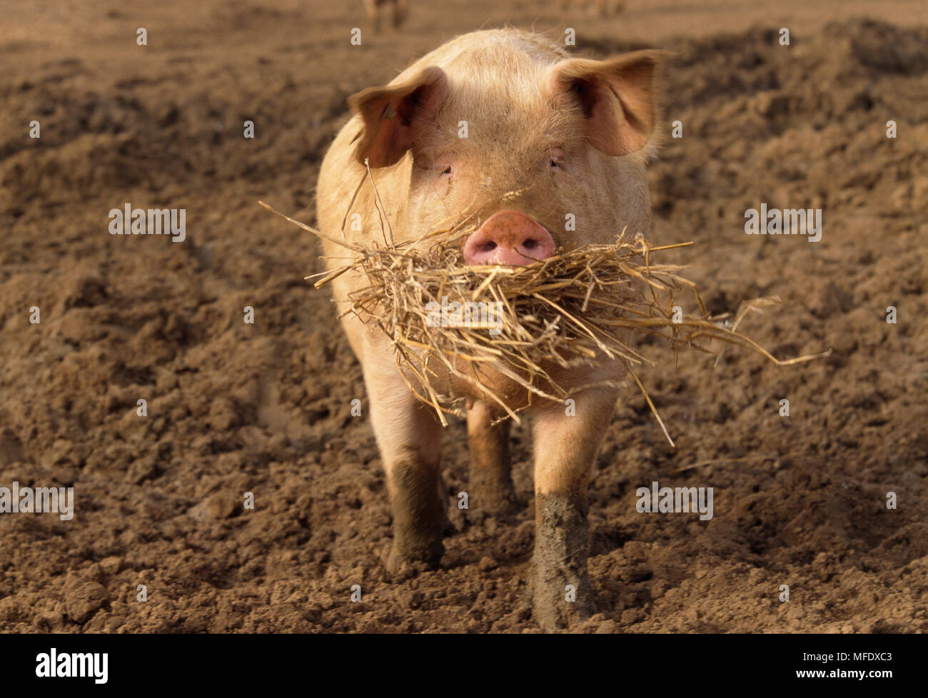 PIGLET with mouthful of straw Plantation Pigs Ltd, Surrey, southern ...