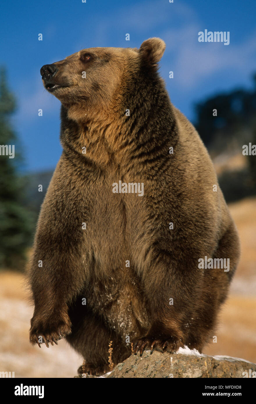 AMERICAN BROWN or GRIZZLY BEAR Ursus arctos horribilis on hind quarters ...