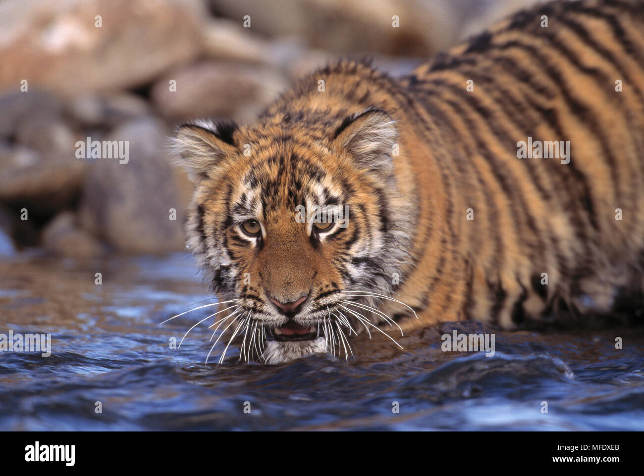 SIBERIAN TIGER immature Panthera tigris altaica in water. Endangered ...
