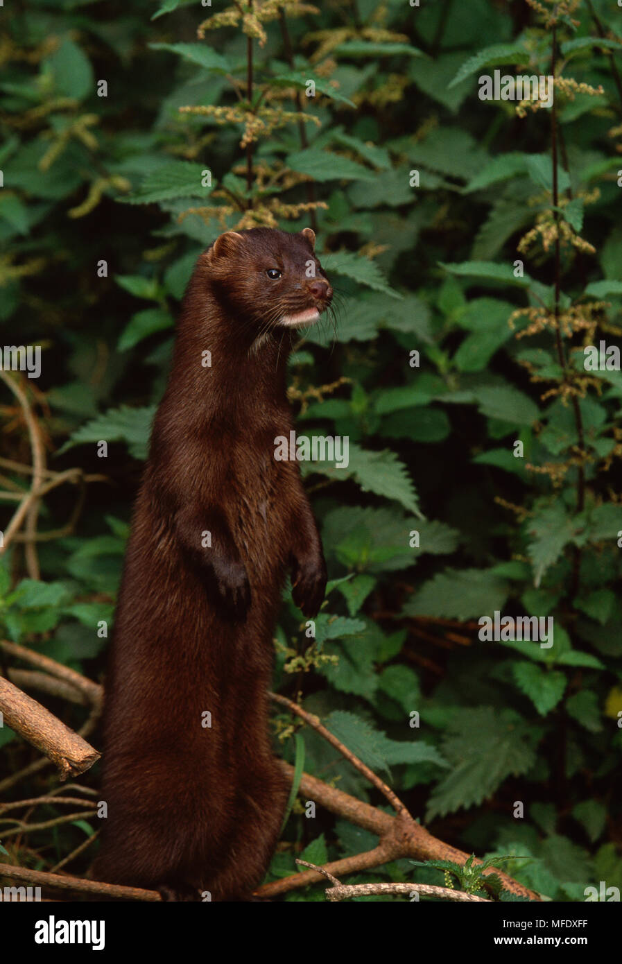 AMERICAN MINK male Mustela vison on hind quarters, on lookout Stock ...