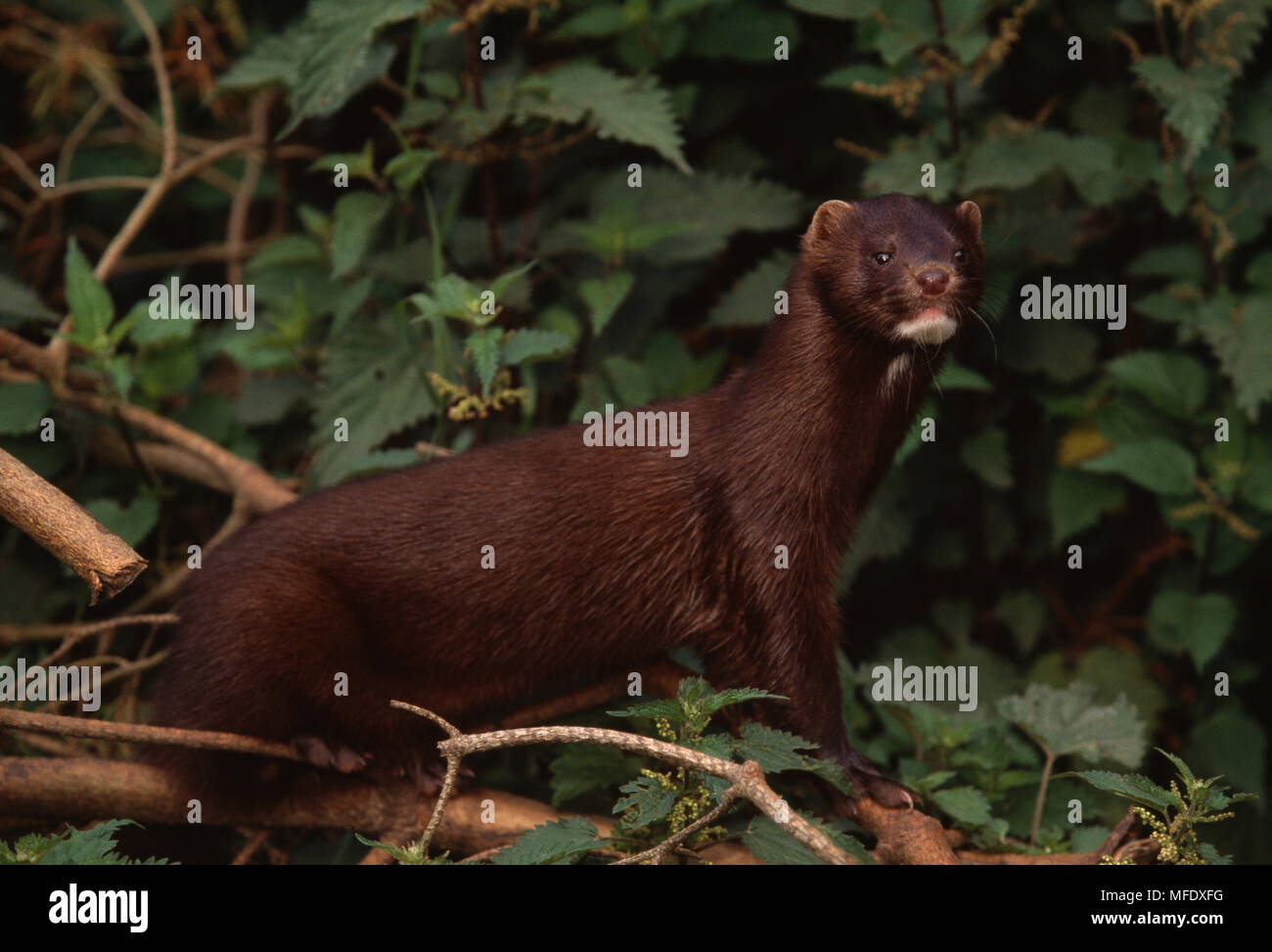 AMERICAN MINK male, alert Mustela vison Hampshire, southern England ...