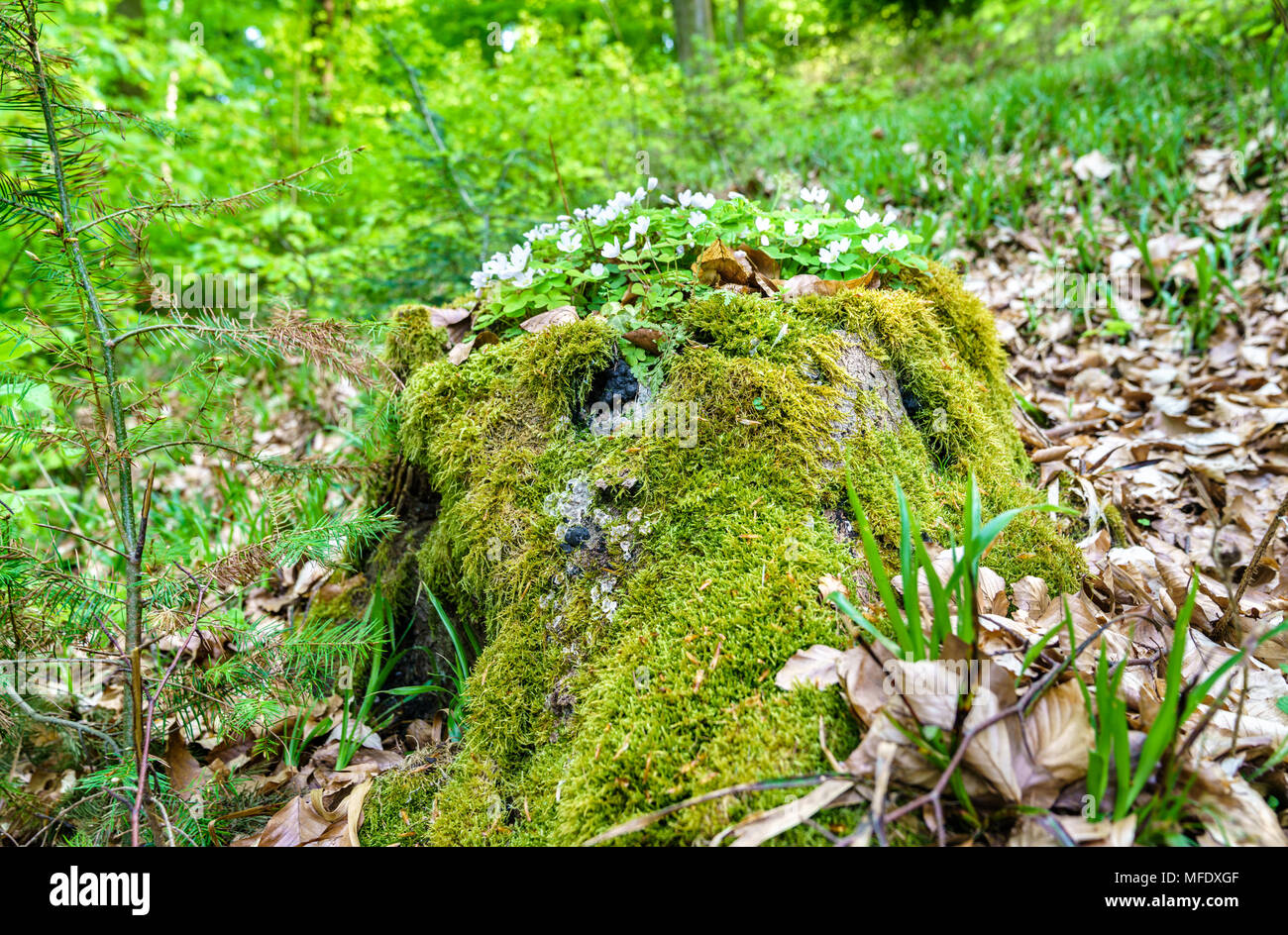 White path moss hi-res stock photography and images - Alamy